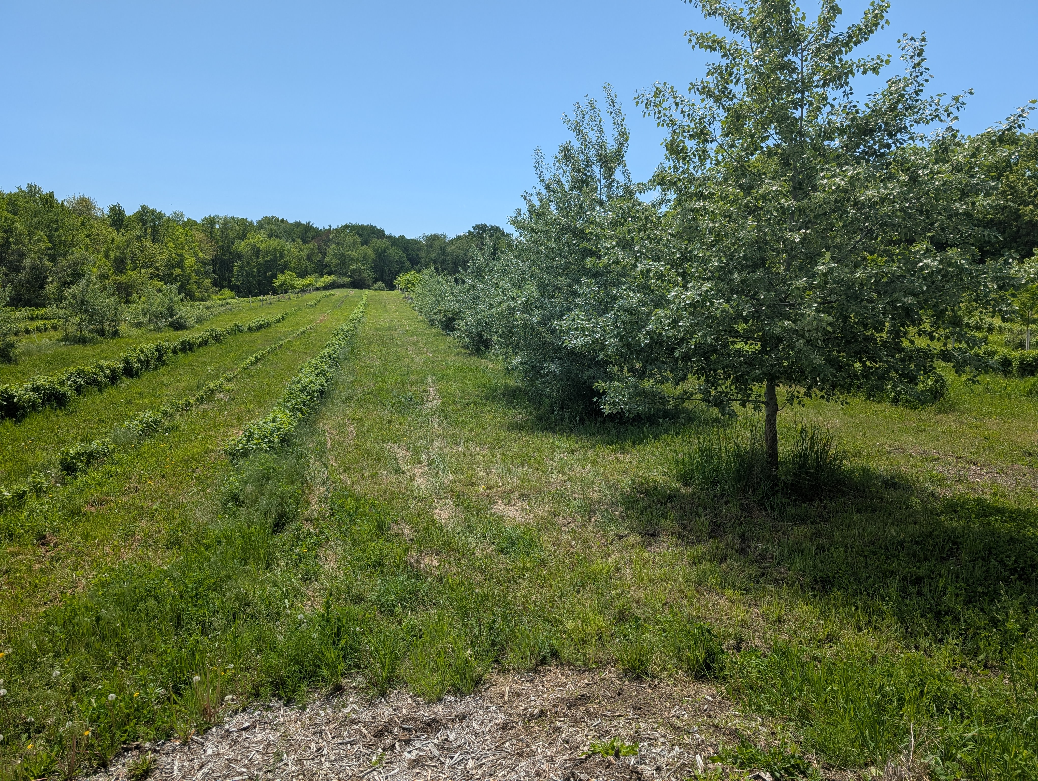 Curly Poplar Hybrid Poplar Trees for Sale | Propagate Tree Stock